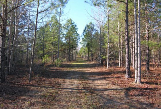 Land for Sale in Georgia | Hunting Land, Farmland, Timberland for Sale