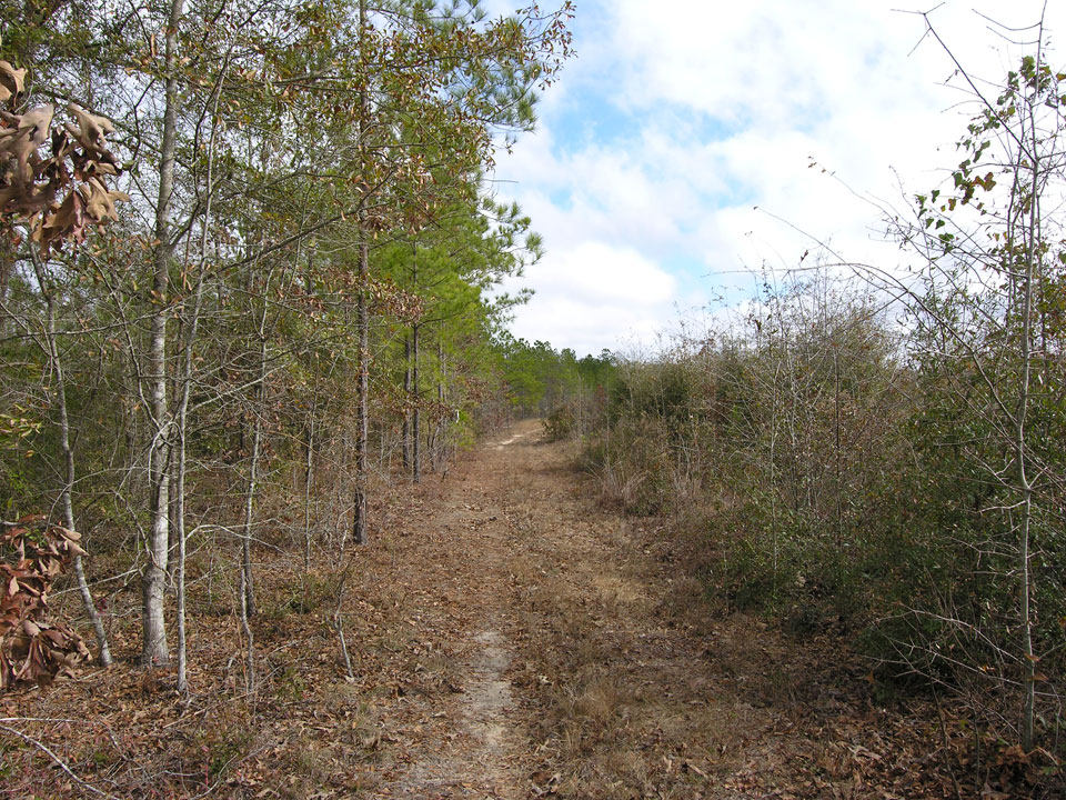 $975/acre; 106+- acres wooded - Webster County, Preston, Georgia ...