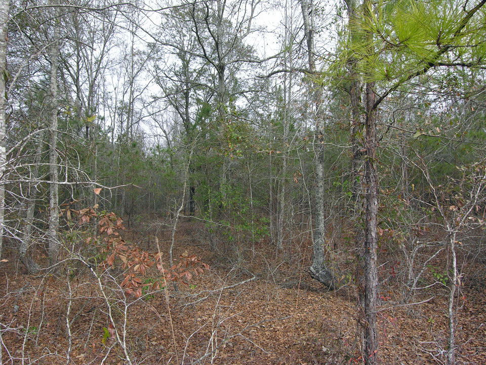 $975/acre; 106+- acres wooded - Webster County, Preston, Georgia ...
