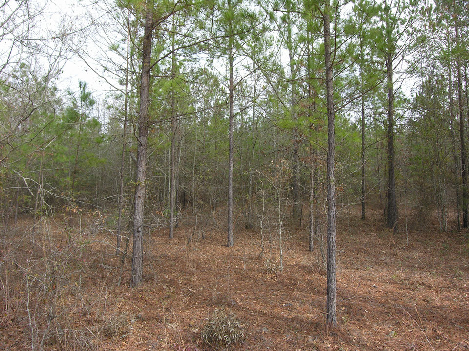 $975/acre; 106+- acres wooded - Webster County, Preston, Georgia ...